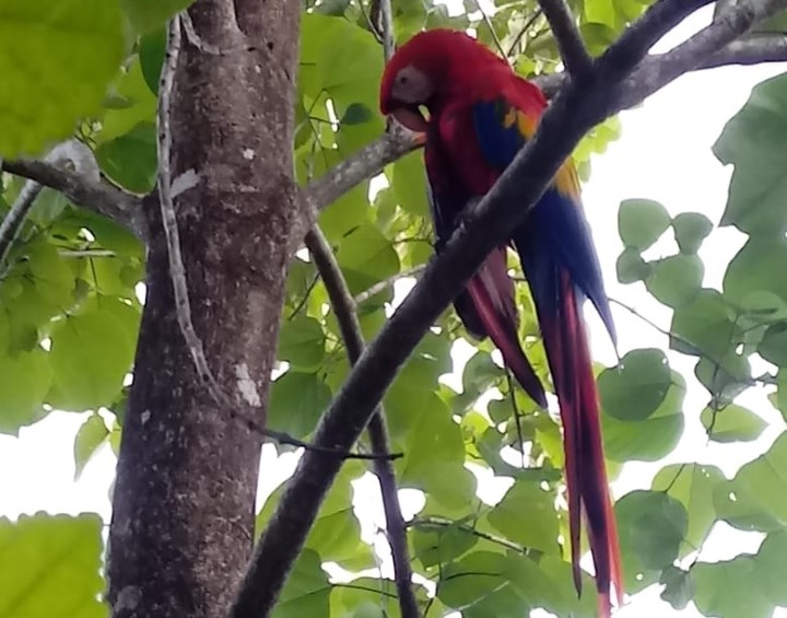 Scarlet Macaw: Great Green Macaw: Breeding: Release: Conversation ...