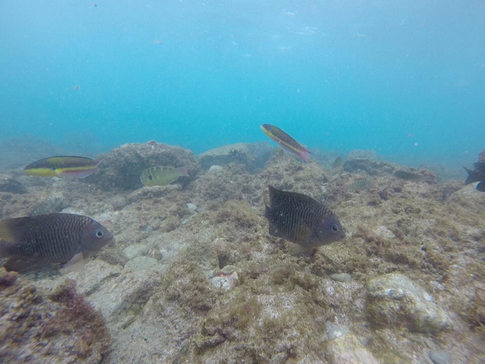 Kayak: Snorkeling: Samara: Costa Rica: Tropical fish: Safe: Family: tour