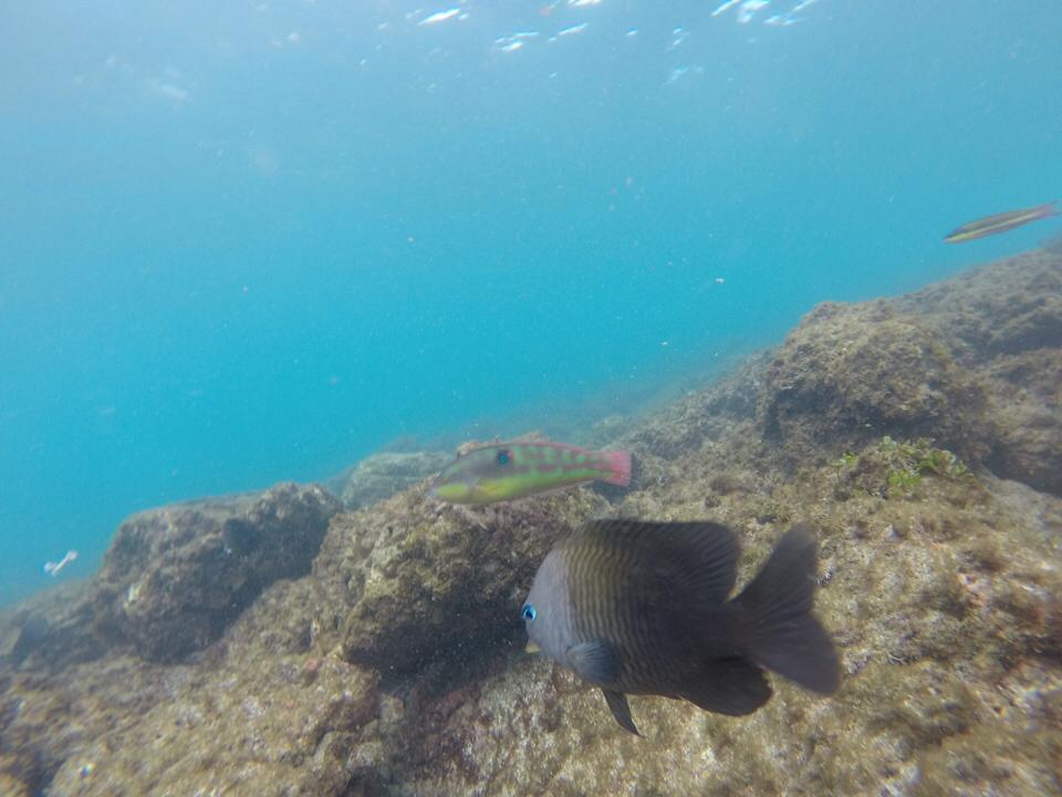 Kayak: Snorkeling: Samara: Costa Rica: Tropical fish: Safe: Family: tour