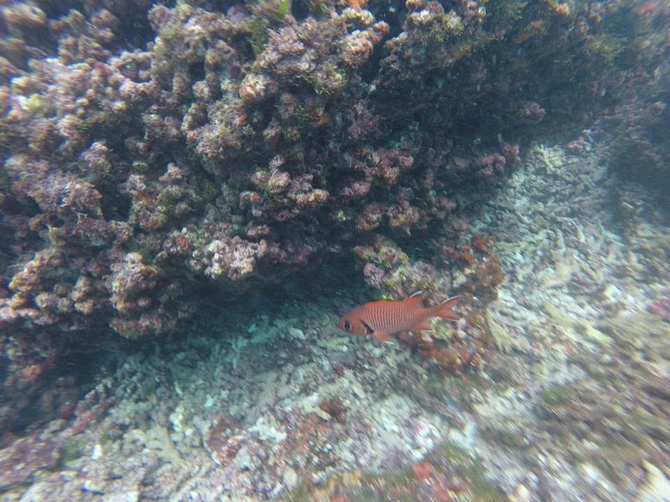 Kayak: Snorkeling: Samara: Costa Rica: Tropical fish: Safe: Family: tour