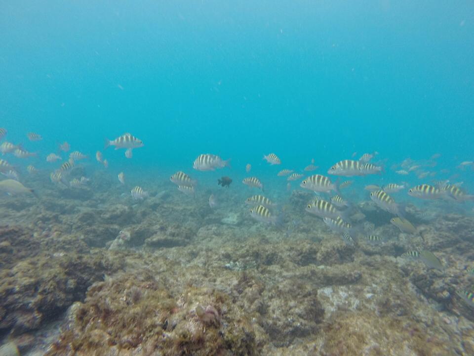 Kayak: Snorkeling: Samara: Costa Rica: Tropical fish: Safe: Family: tour