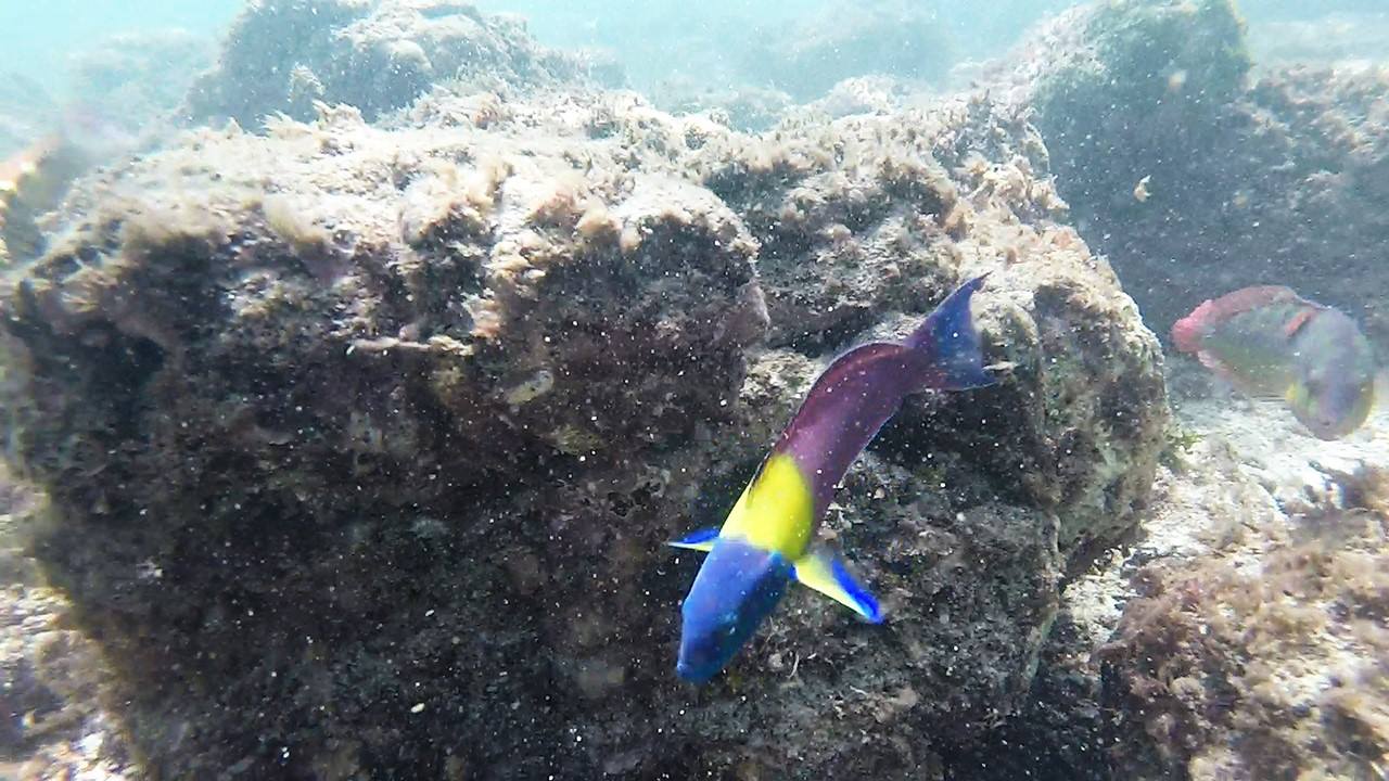 Kayak: Snorkeling: Samara: Costa Rica: Tropical fish: Safe: Family: tour